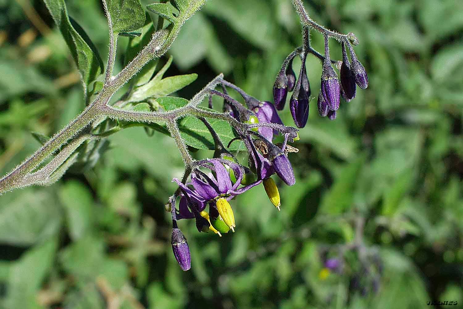 Las flores silvestres de Hormaza: Solanum dulcamara