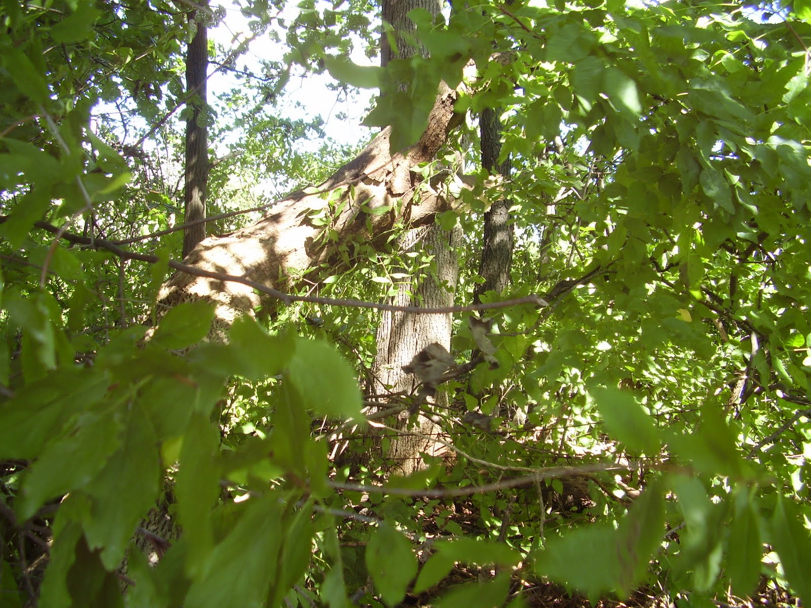 Life In Michigan: A tree fell in the woods and it made a whooshing noise