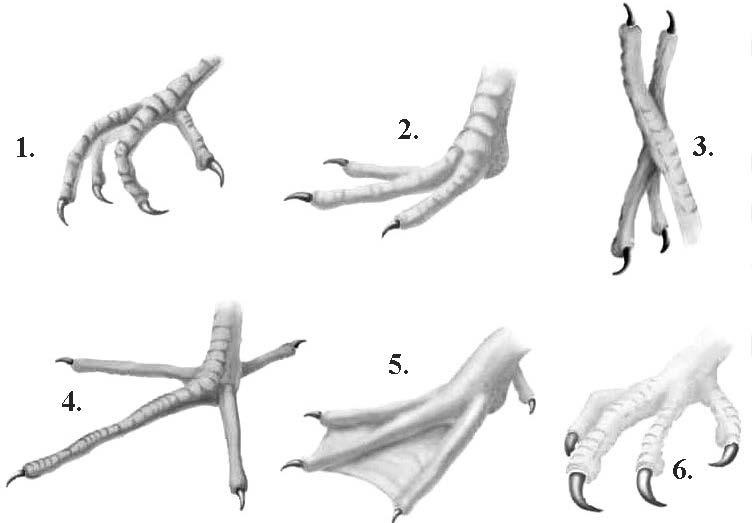 Um açoriano no Litoral Alentejano: Tipos de Patas