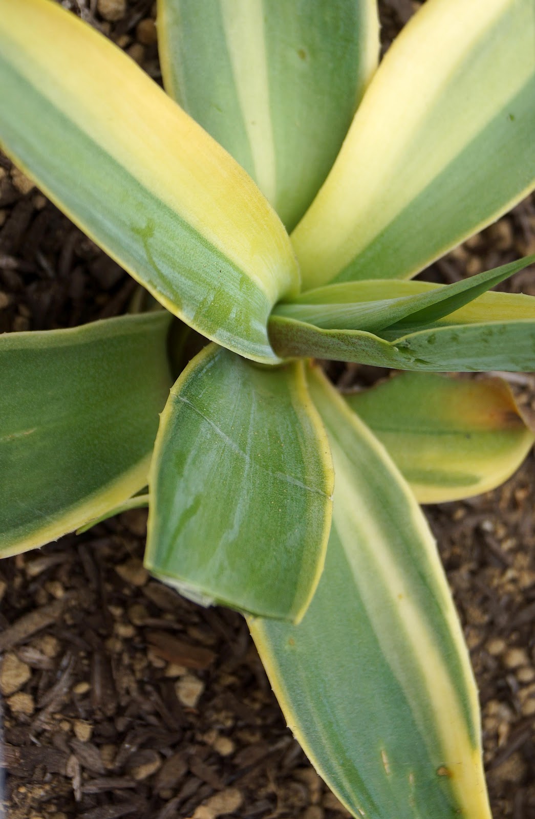 Agave Desmettiana Bloom Update: Bulbil Variegation Variations