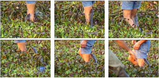 Ophidiophilia: Man-Eating Snakes