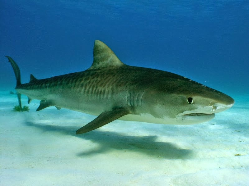 El mundo de los animales : TIBURÓN TIGRE