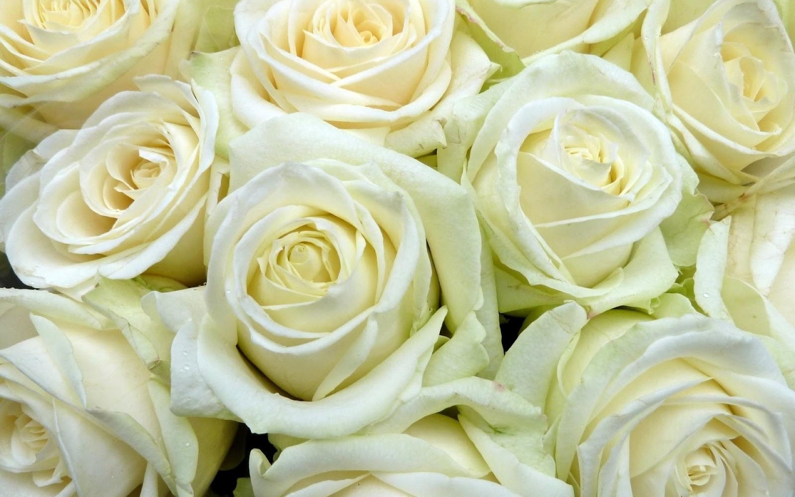 White Rose - Happy Valentines Day