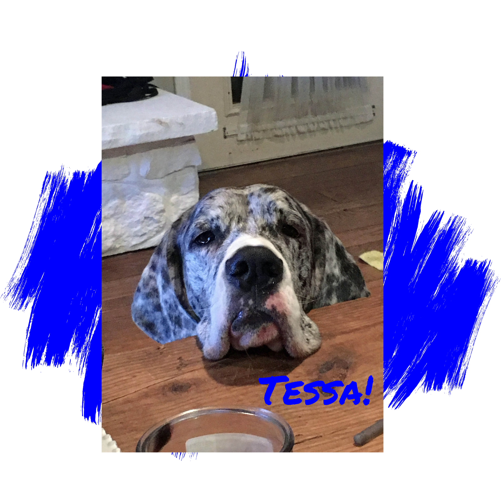Friday s Friend Great Dane Dog Adoption Mid Atlantic Great Dane friday-s-friend-great-dane-dog-adoption-mid-atlantic-great-dane