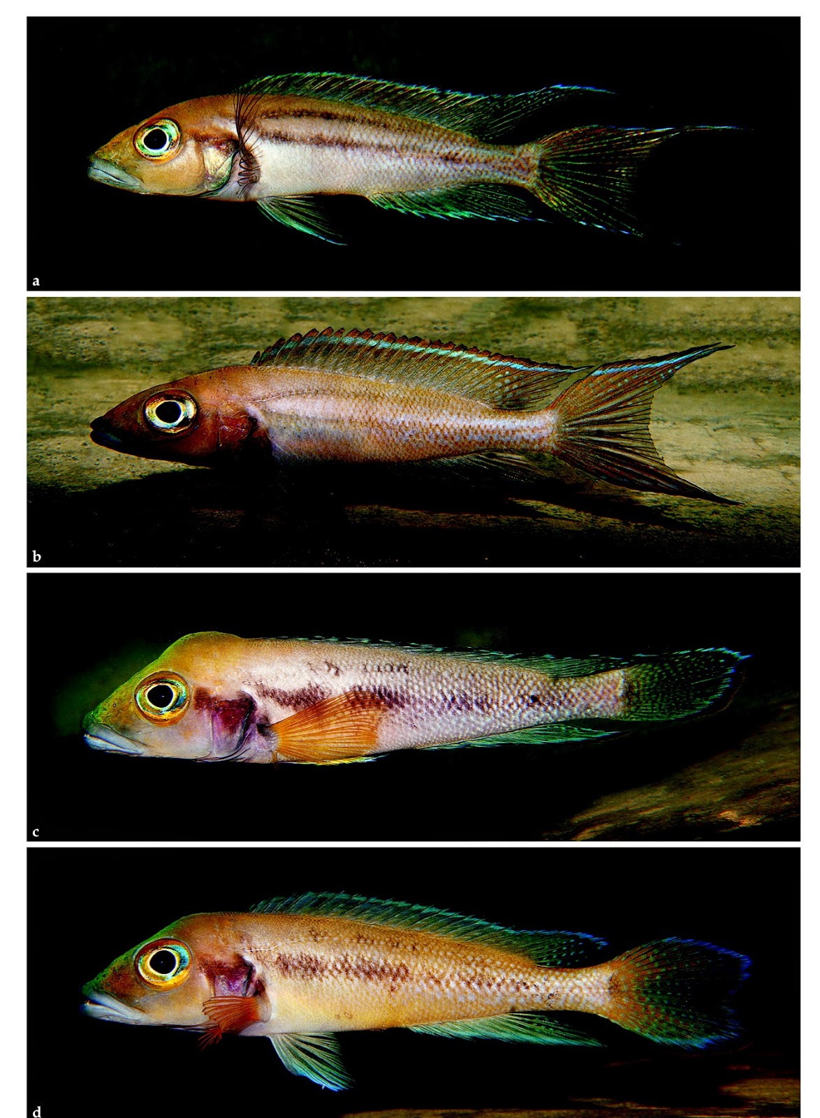 Mahengechromis: Neolamprologus timidus, la prima specie descritta nel 2014