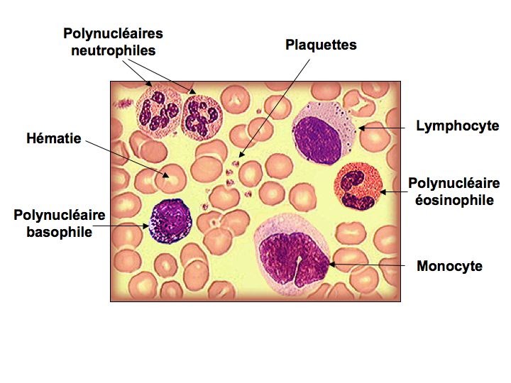 La numération formule sanguine : l'hémogramme - الشبه الطبي باتنة