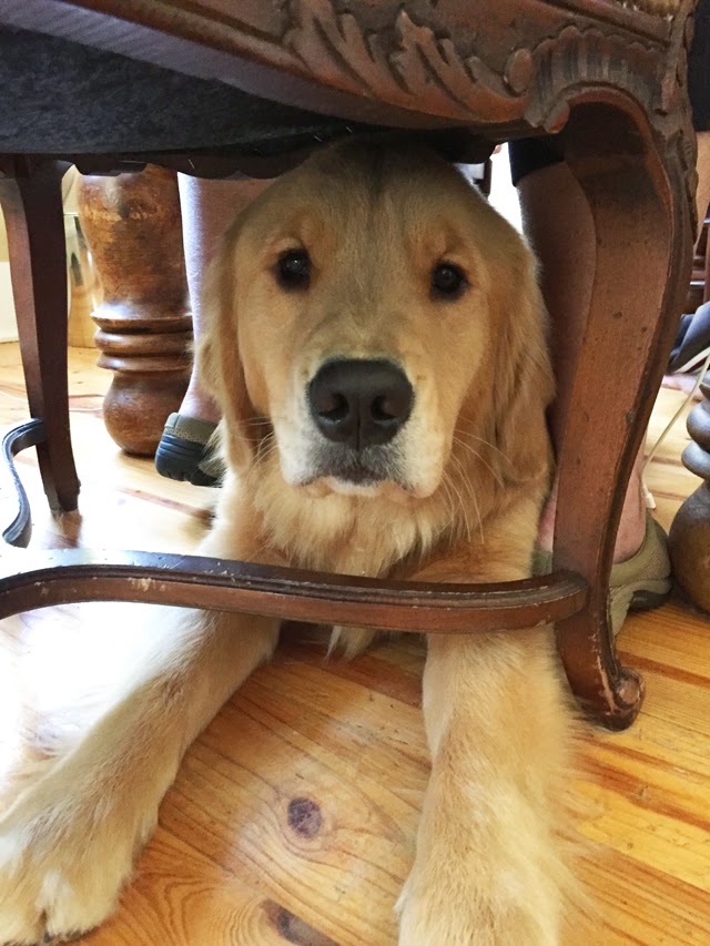 Boomer The Golden Retriever Update: Boomer the Bruiser – Emily Jane ...