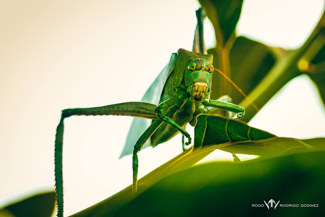 Jaime Ramos Méndez: Mundo natural en el Occidente de Michoacán ...