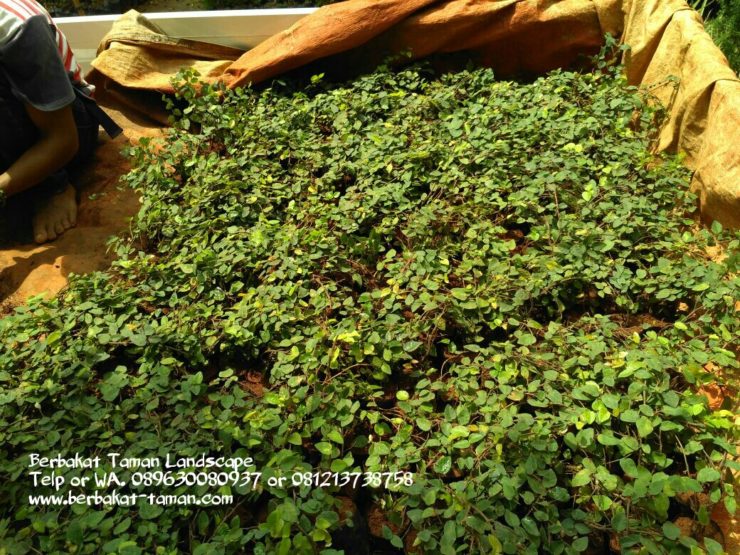 Jual Tanaman Dolar Rambat Daun Kecil dan Daun besar Murah | Pohon ...