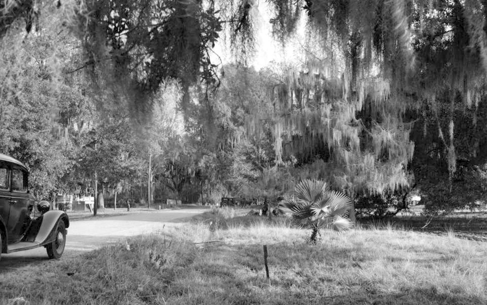 Tammany Family: Old Mandeville Street Scenes