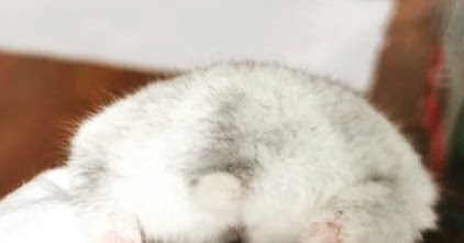 Hamsty Hamster World: Fetish For Ham Butts