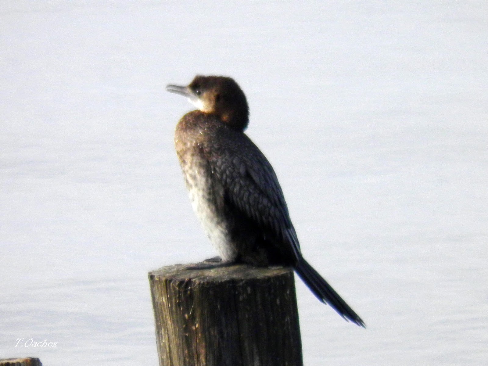 PASARI DIN ROMANIA: CORMORAN MIC, Microcarbo pygmeus