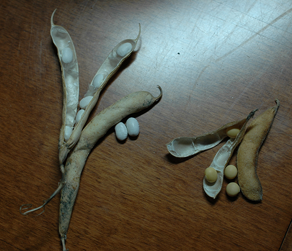 Knatolee's World: Beans of destiny