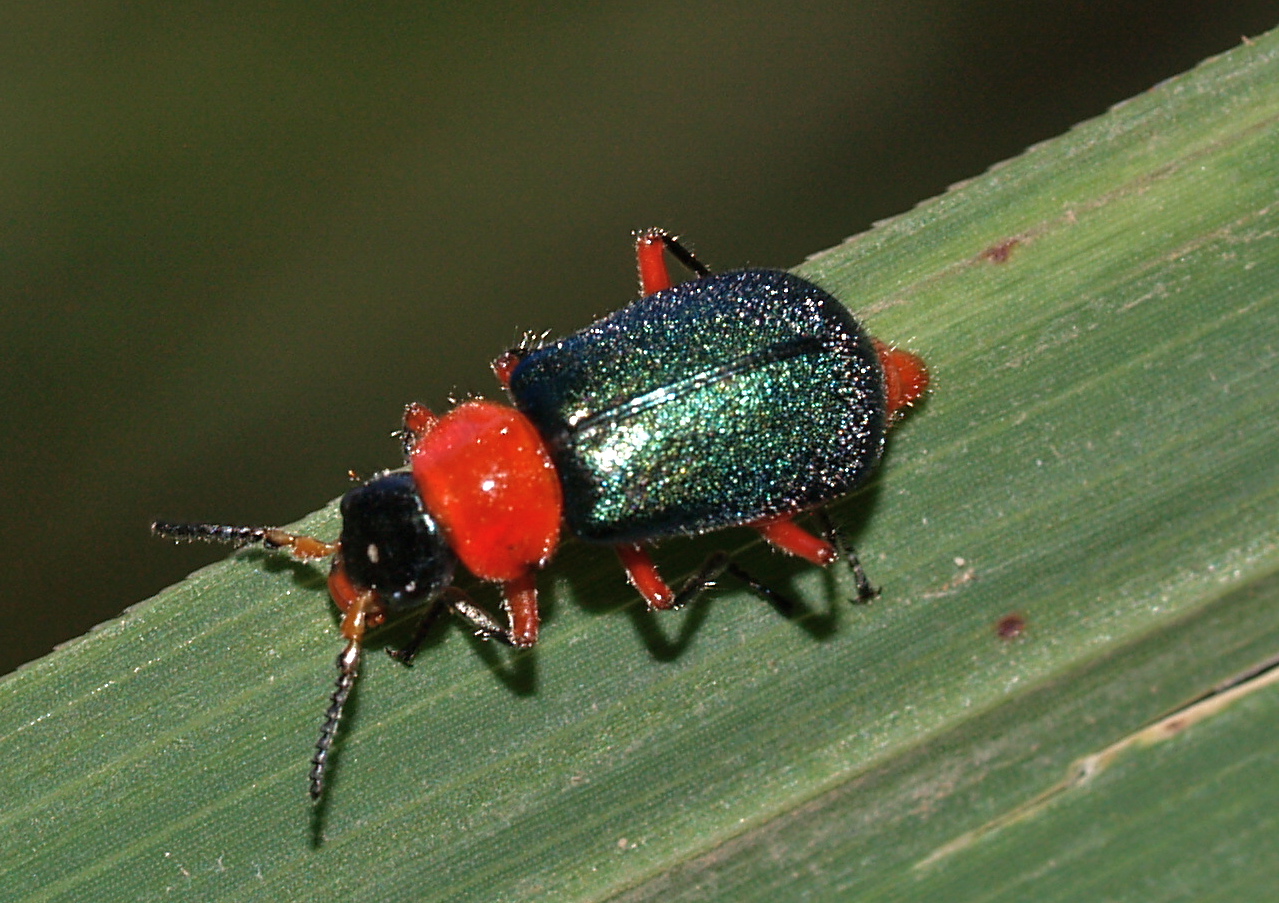 Arizona: Beetles, Bugs, Birds and more: Seining for native Arizona fish ...