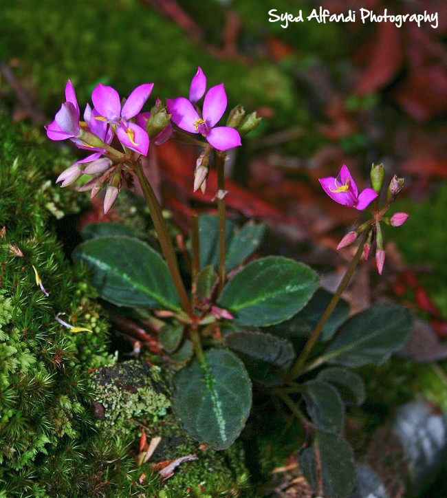 Sonerila Calophylla, endemic to the mountain.