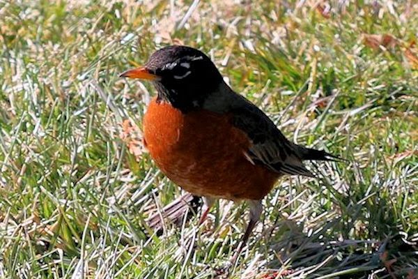 A GUIDE TO NORTHEASTERN GARDENING: Garden Bloggers' Bloom Day & Foliage ...