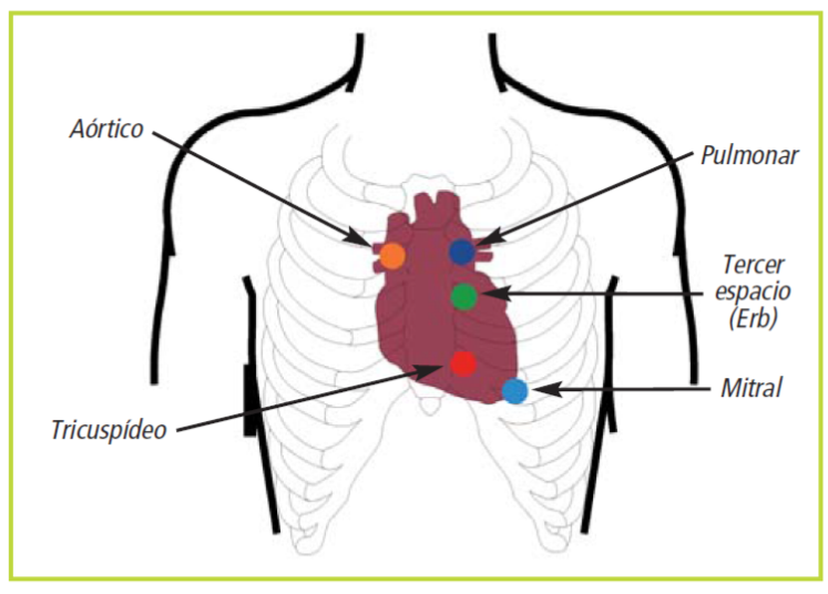 DOCTORCITO: FOCOS DE AUSCULTACIÓN CARDIACOS