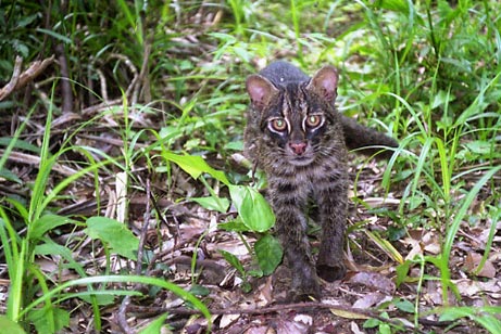 Abe's Animals: Iriomote cat pictures