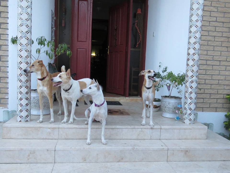 Wild born Canaan dogs of Saudi Arabia: Update on the genetic study of ...