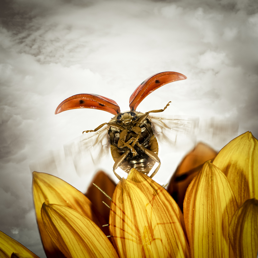 BEAUTY OF WILDLIFE: Real and Rare Photos Stock Of Insect Close Up Of ...