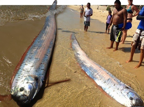 The Giant Oarfish - "sea monster" | FITRI NEWs