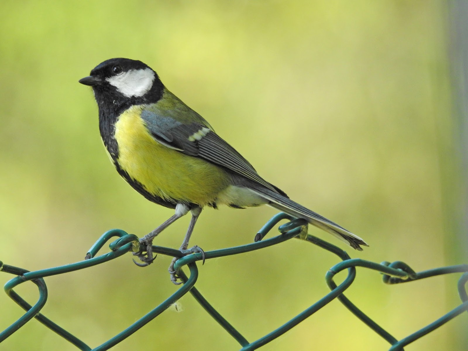 Ocells del meu país - Catalunya