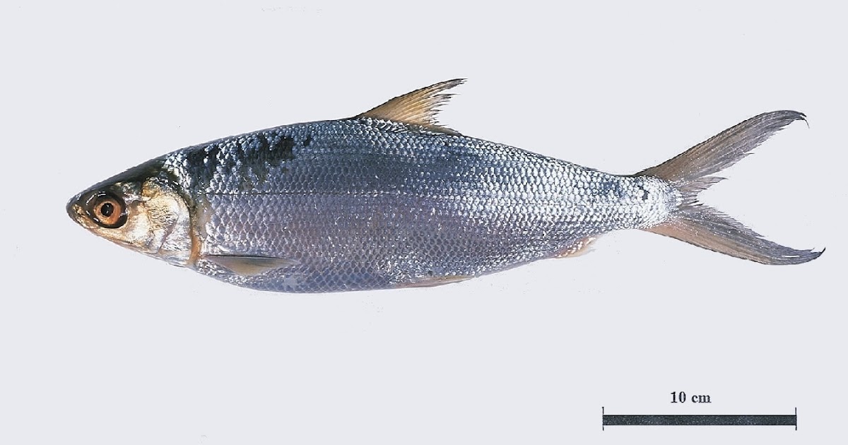 Bangus | Milkfish ~ Philippine Food