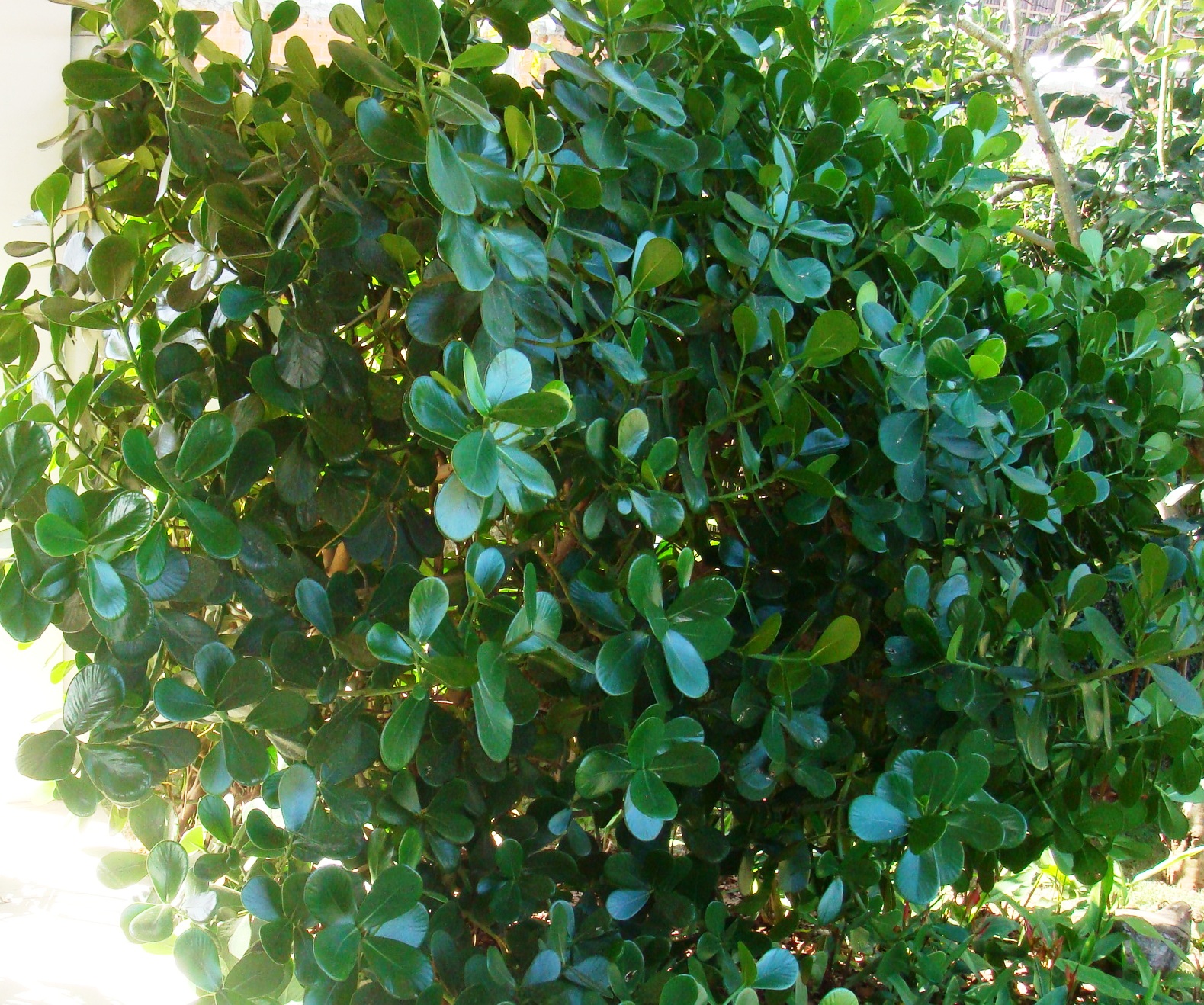 Curiosidades Vegetais: A clúsia-fluminense