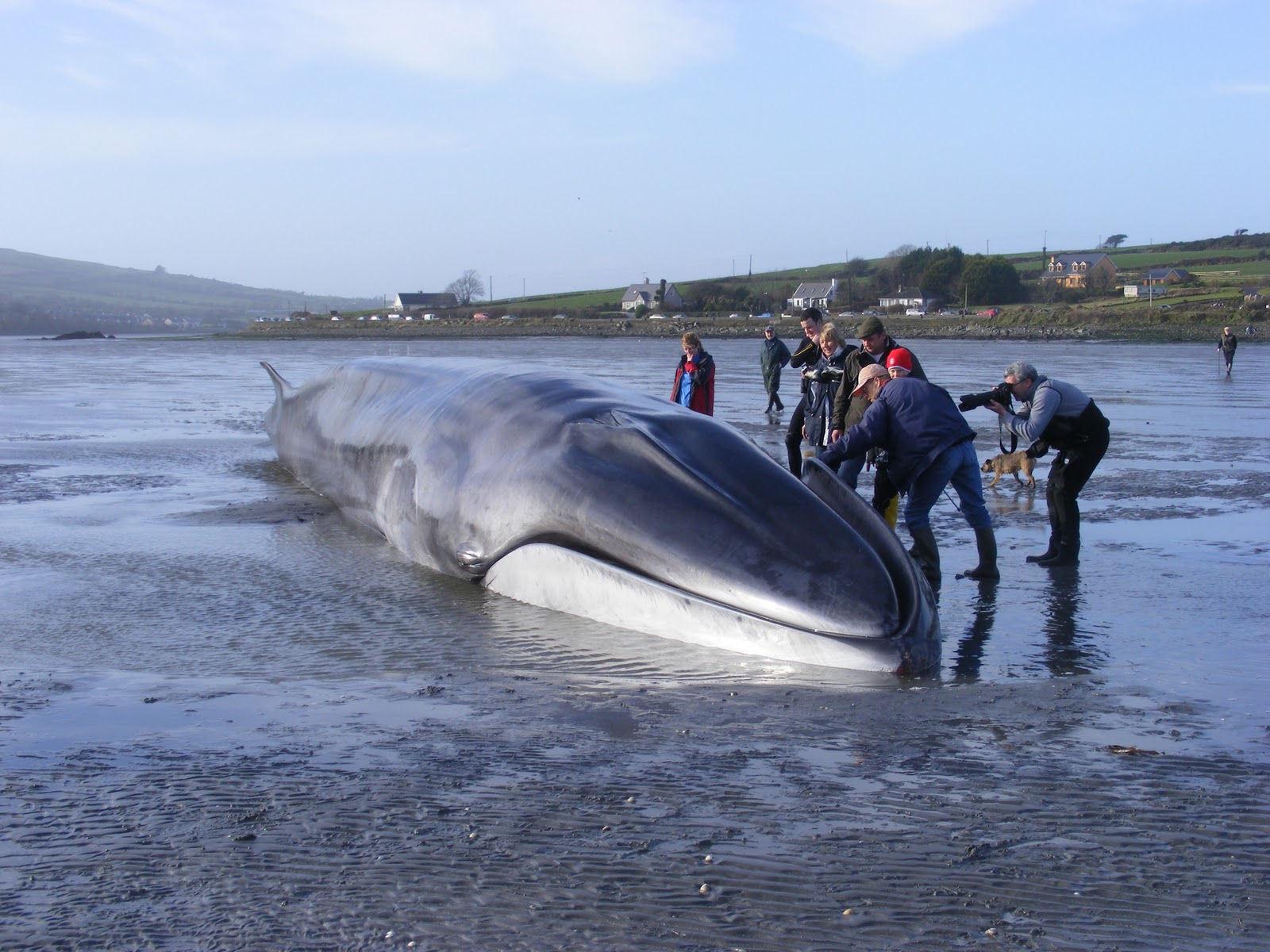 Animal Unique: Fin Whale