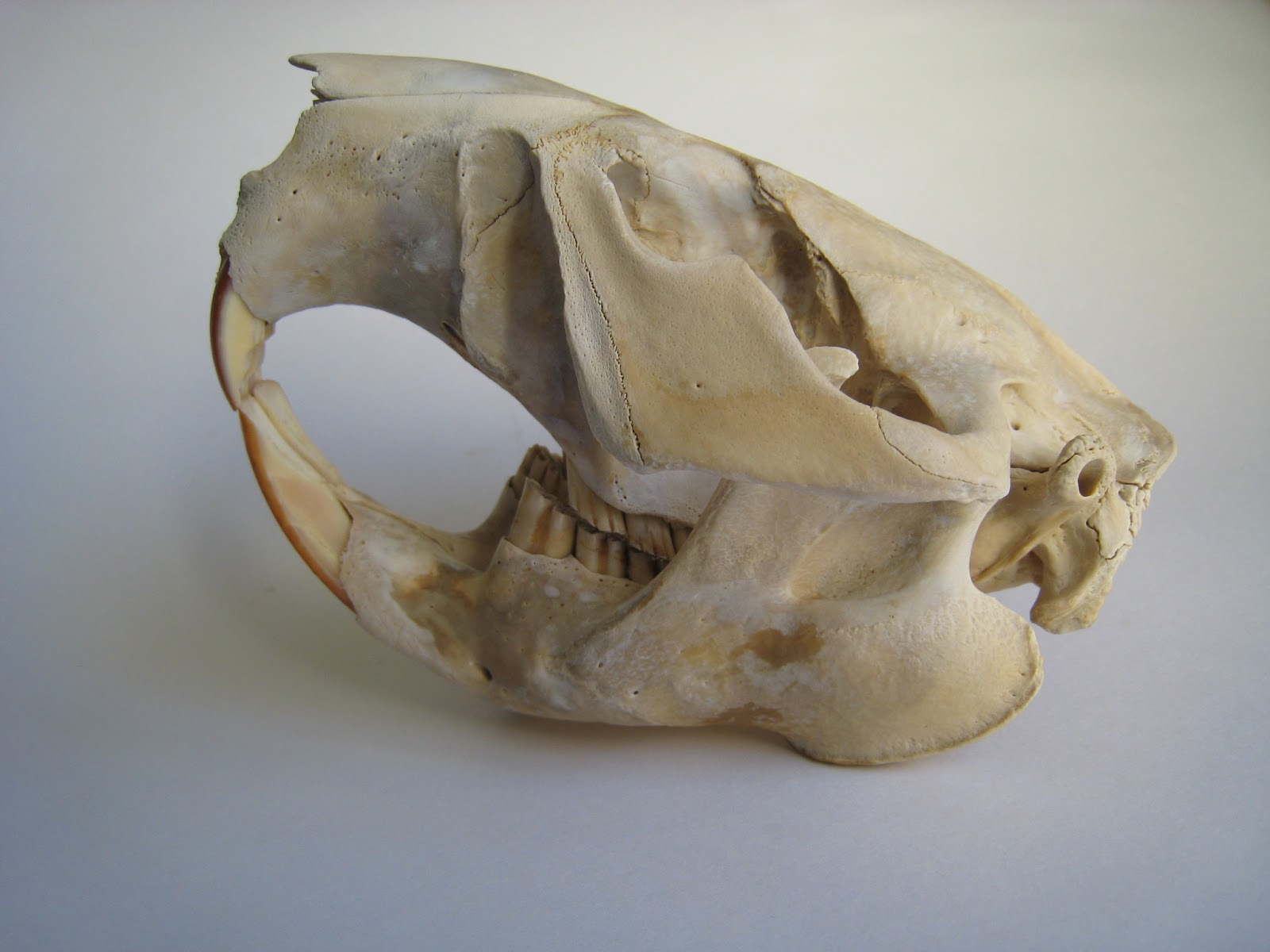 Maynard Life Outdoors and Hidden History of Maynard: February 2017