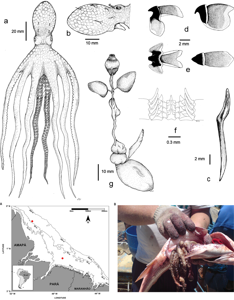 Species New to Science: [Cephalopoda • 2019] Lepidoctopus joaquini • A ...