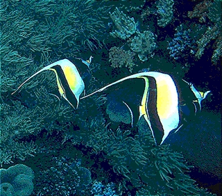 Fish Information Blog: Angelfish : Knowing Characteristics and Breeding ...