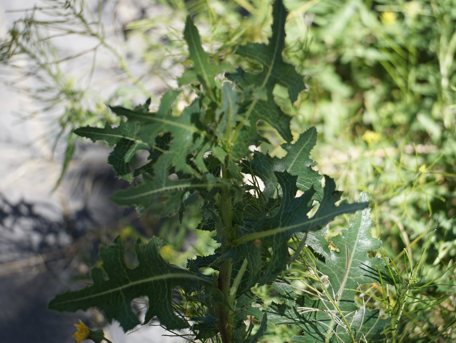 Plantas de Huerta Otea, Salamanca: Lactuca, lechuga (Lactuca virosa)
