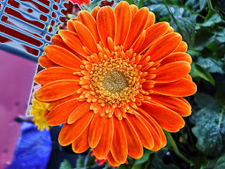 Barberton daisy - Gerbera jamesonii or Babandesiya | SL Flora