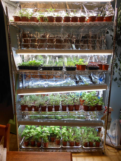 Sproutsandstuff: Tips for Successful Indoor Seed Starting.