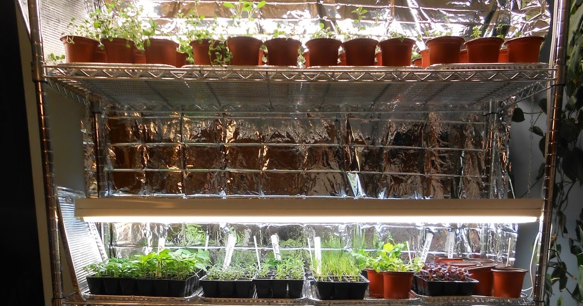 Sproutsandstuff: Tips for Successful Indoor Seed Starting.