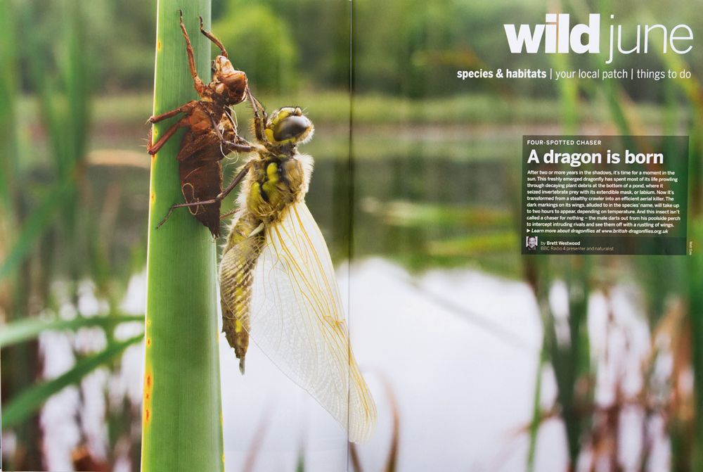 Matt Cole Macro Photography Double Page Spread In BBC Wildlife Magazine matt-cole-macro-photography-double-page-spread-in-bbc-wildlife-magazine