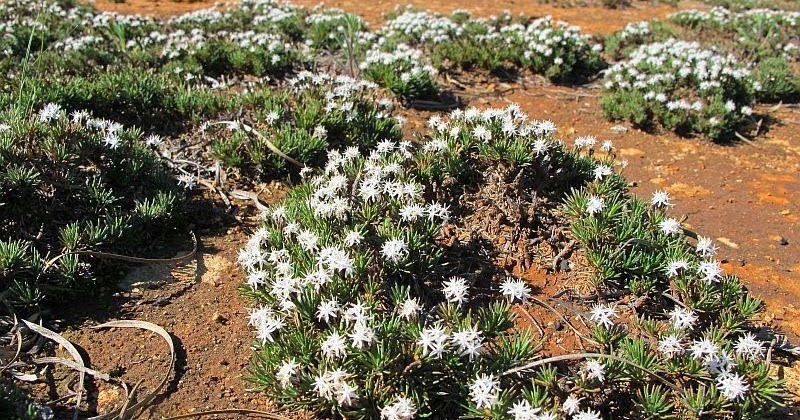 Variety of Life: Petrosaviidae