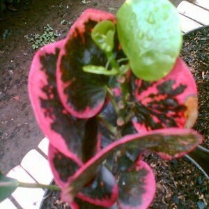 Tanaman Puring (Codiaeum variegatum) - Ganesha Flora Bali