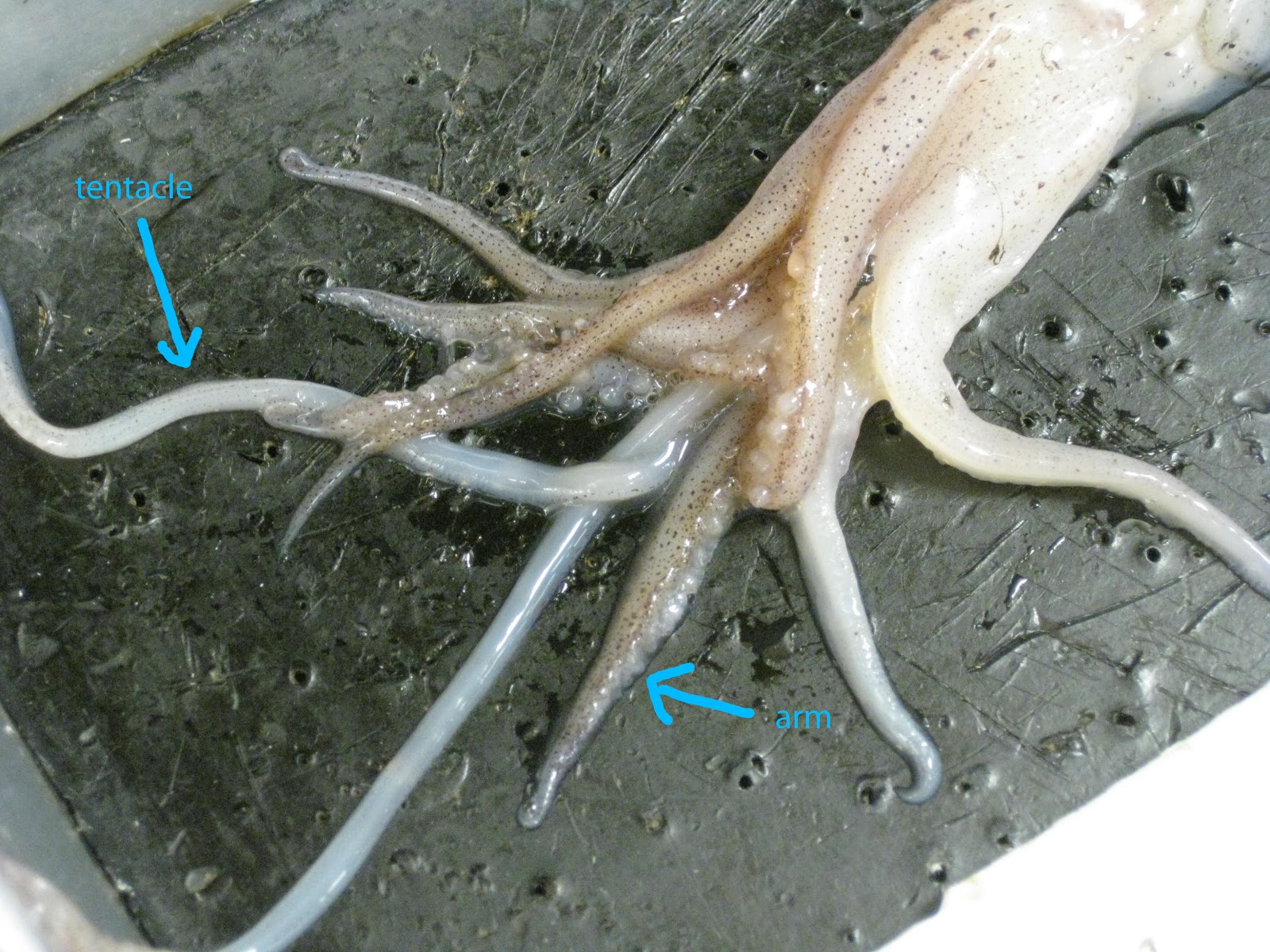 Bio 11 Blog: Squid Dissection