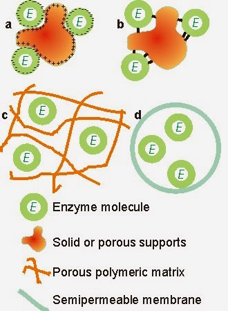 My Scientific Blog - Research and Articles: Enzyme Immobilization