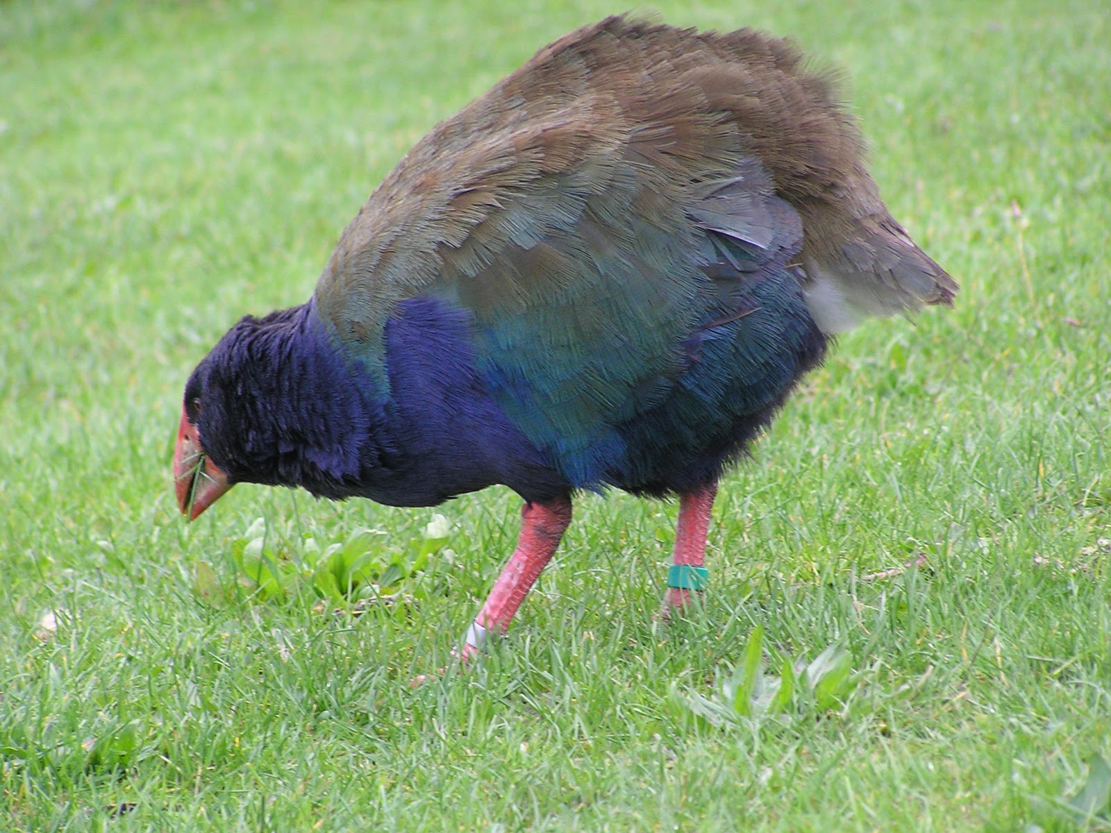 Poisoning Paradise: Endangered Takahe - in danger of secondary poisoning