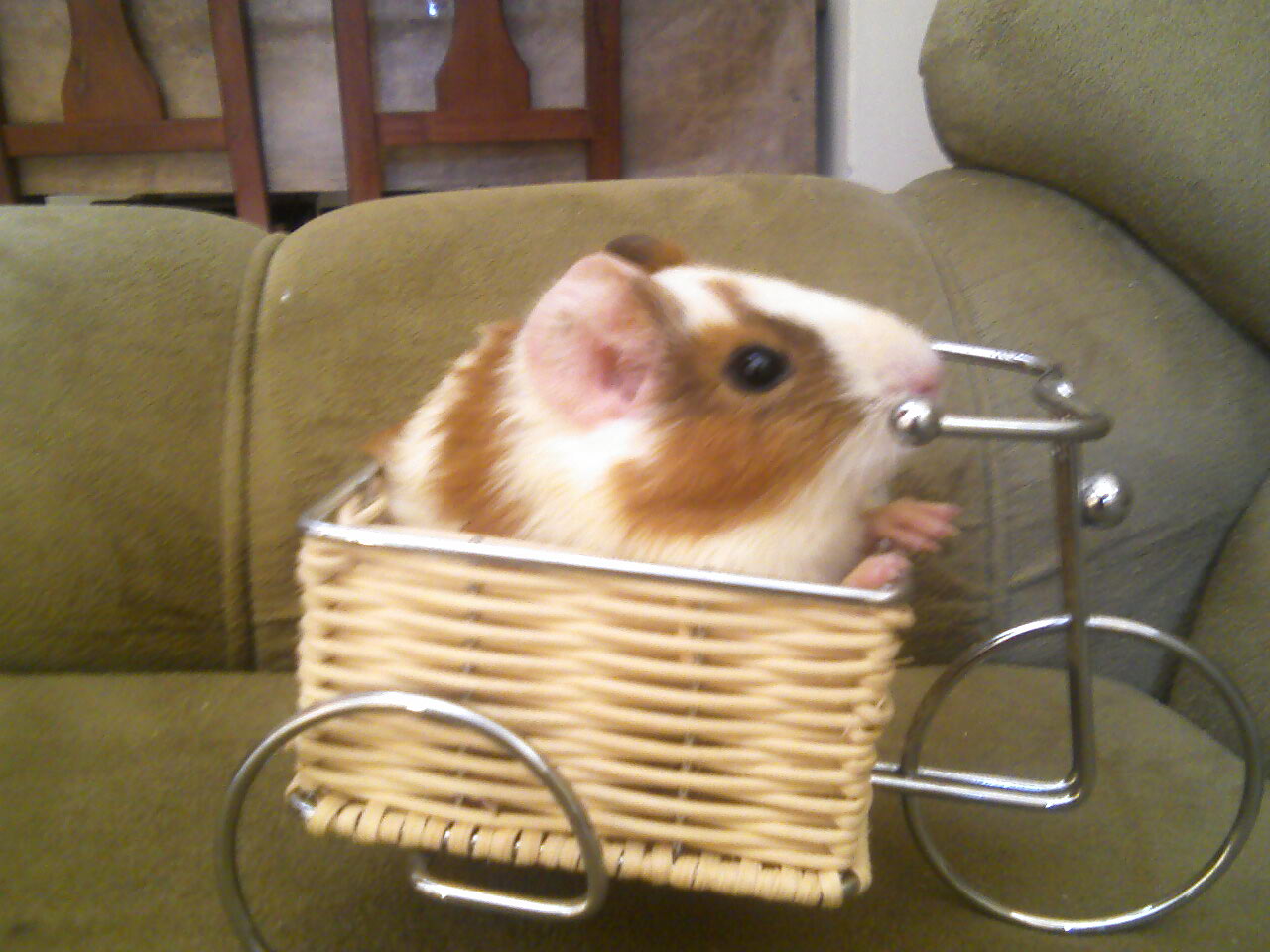 COBAYOS - todo sobre ellos: Razas y variedades de cobayos