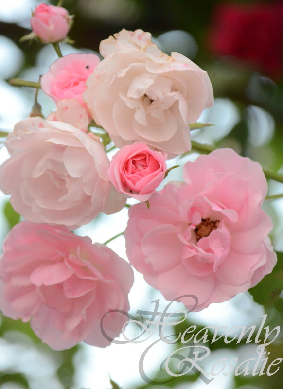 Heavenly Rosalie: Rosarote Rosen