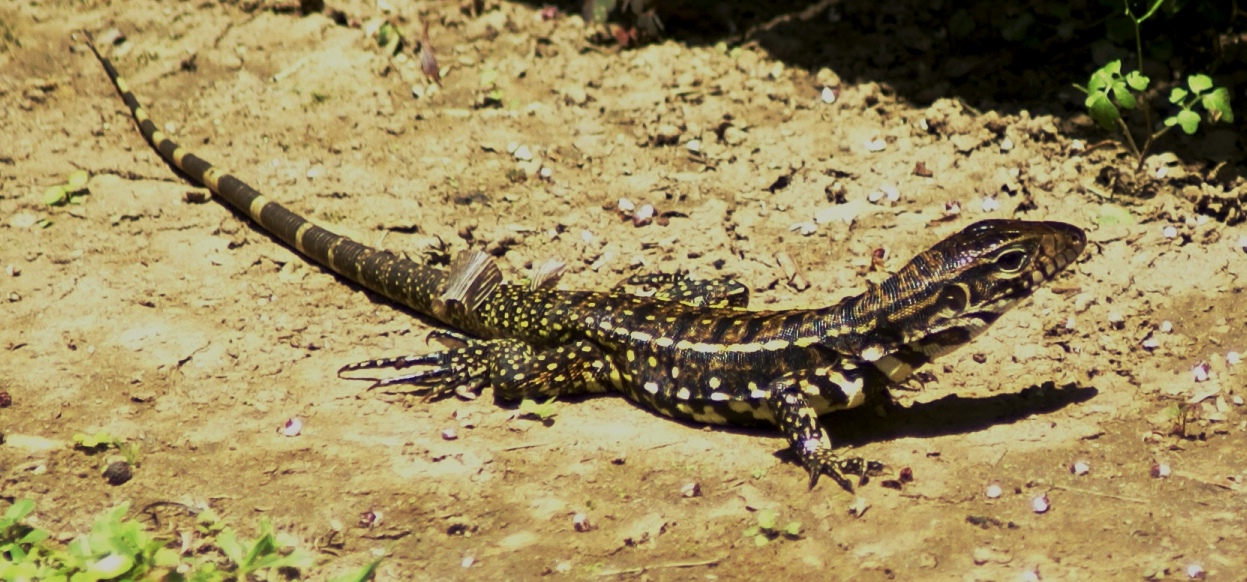 Fauna e Flora da Mata Atlântica: Teiú
