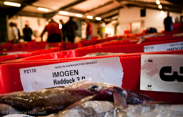 Through the Gaps! - Newlyn Fishing News: Cornish Fish - Feeding the ...