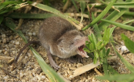 Imágenes del mundo animal: Musaraña