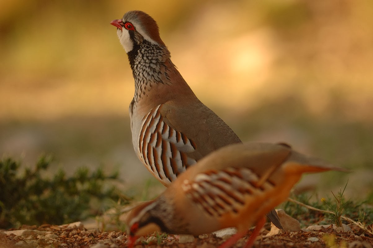 La Finestra de Fidel: Homenaje a la Perdiz.