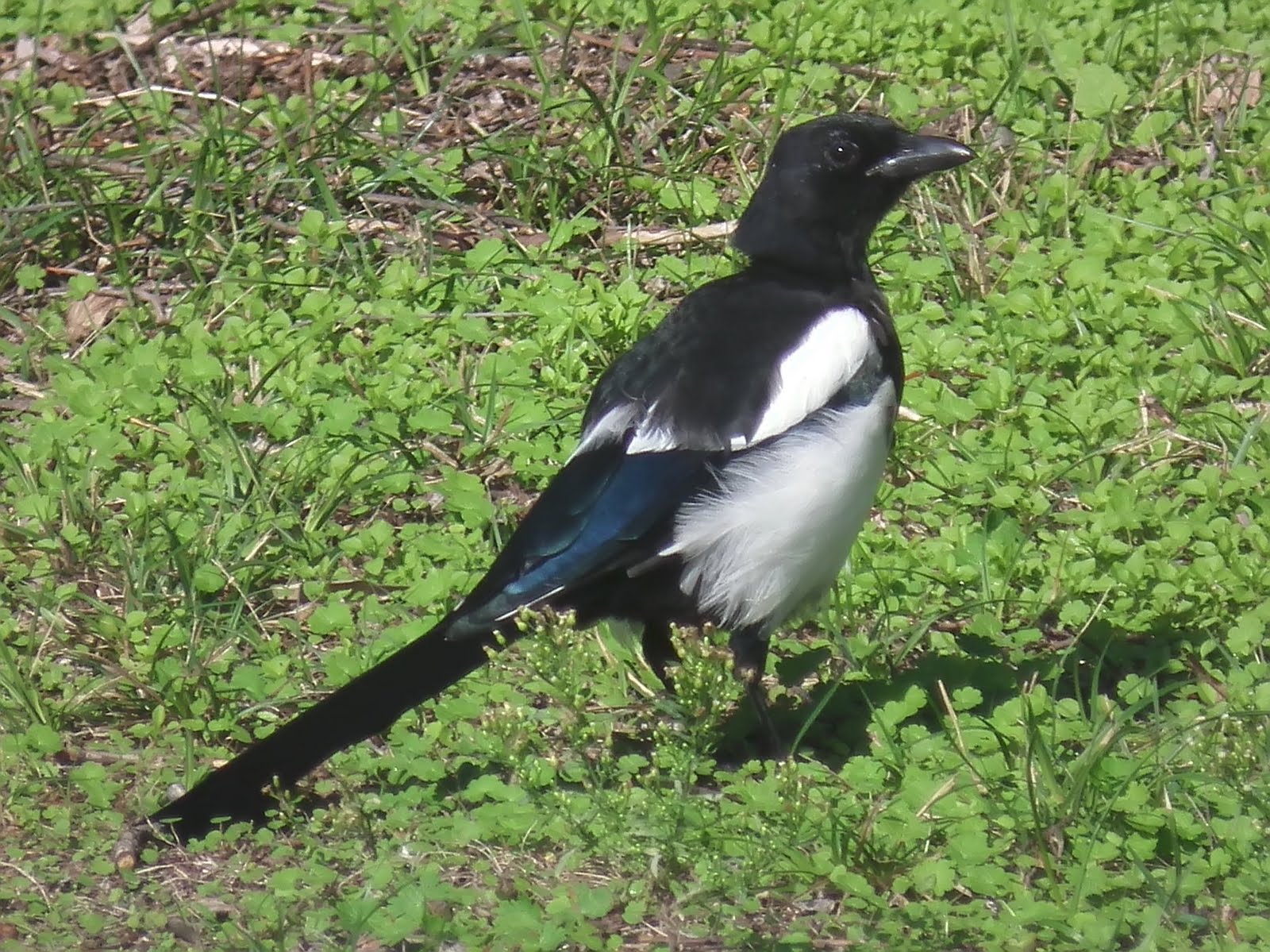 Warren's Blog: Wings on Wednesday...European Magpie