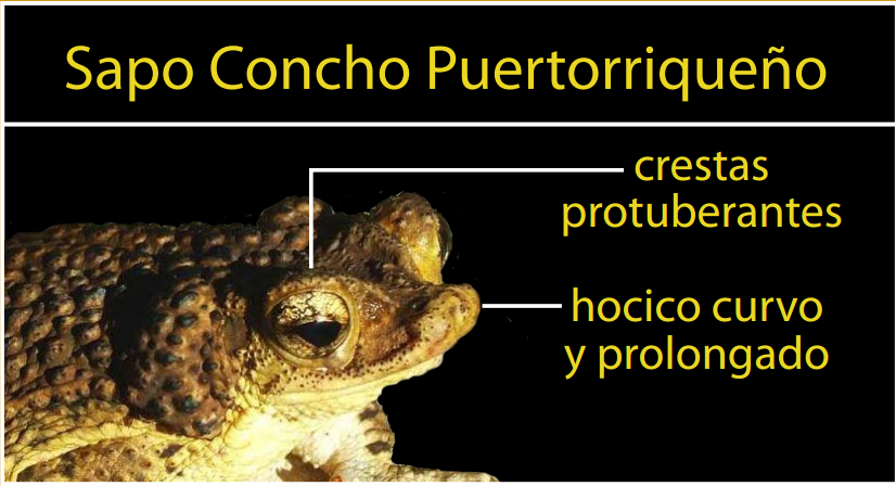 la Isla Querida: Sapo Concho de Puerto Rico (PRican Crested Toad)